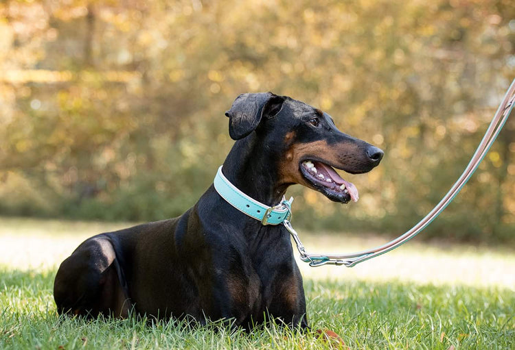 RuffCo | Everyday wear for your pets